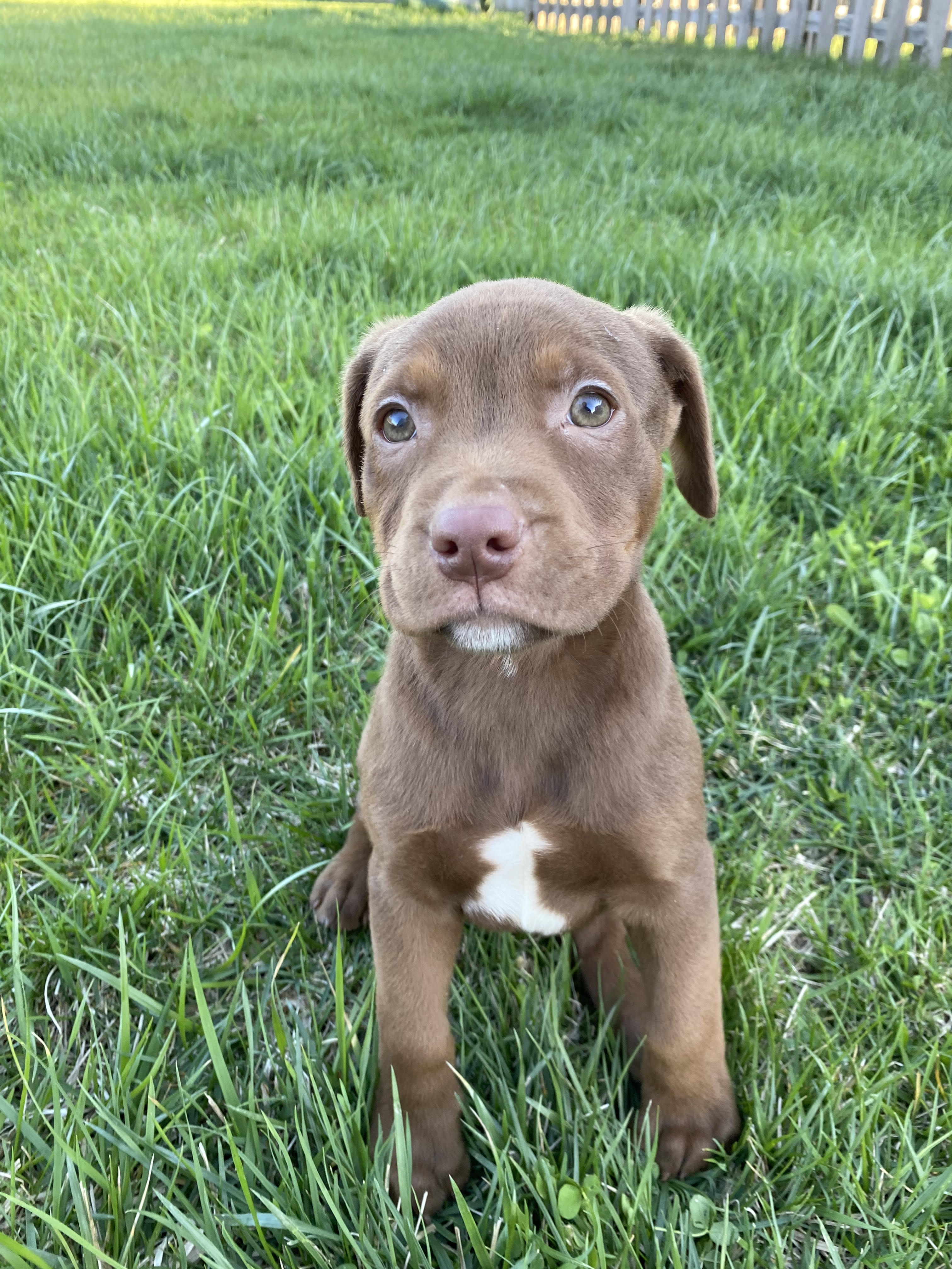 Wags & Wiggles | Available Pets