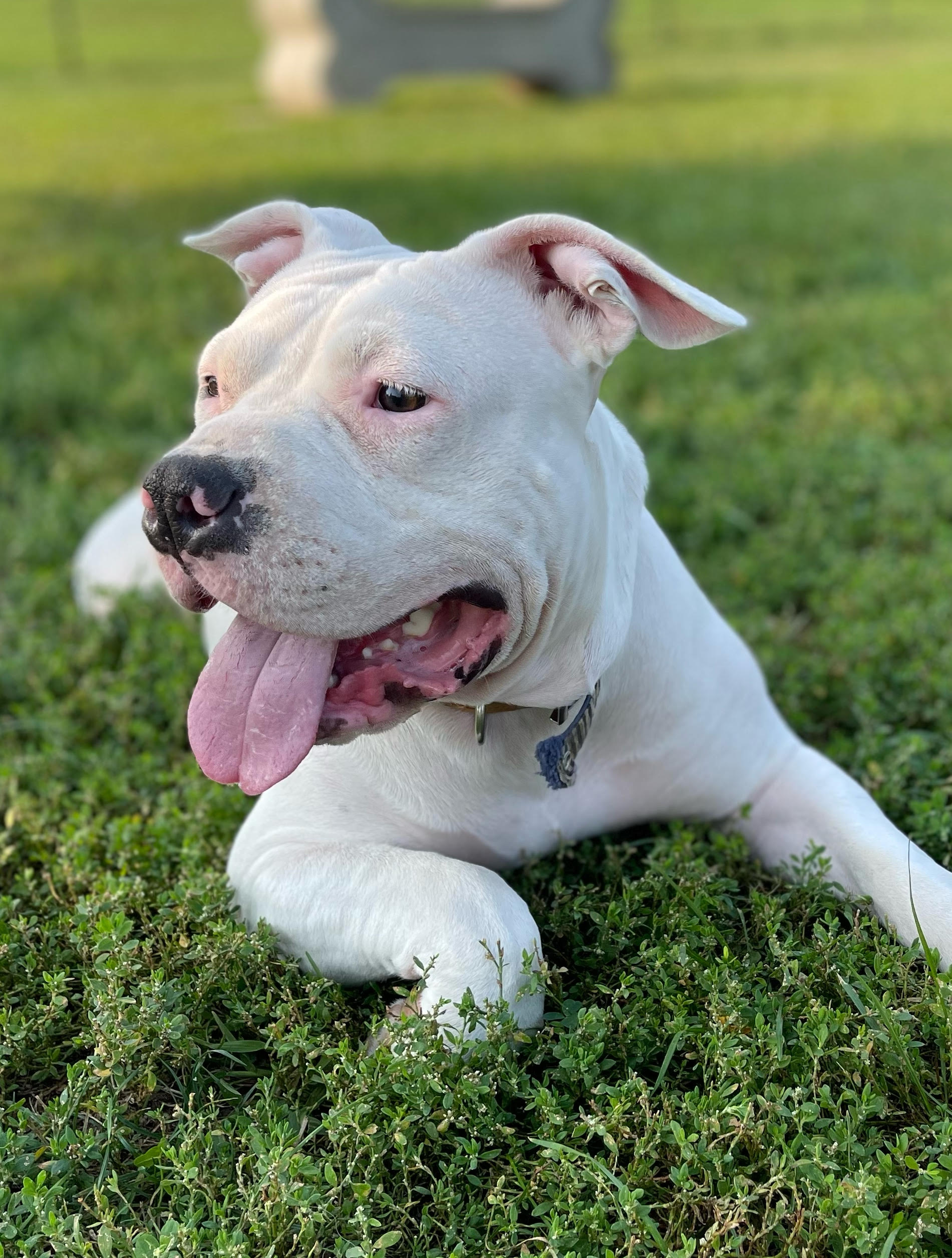 Wags & Wiggles | Available Pets