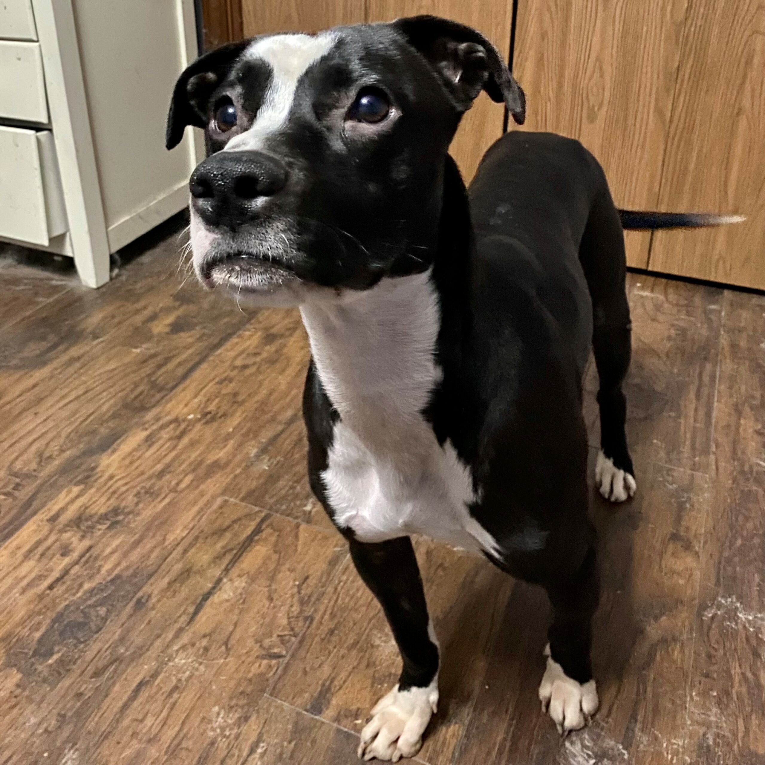 Wags & Wiggles | Available Pets