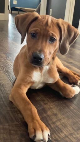 Wags & Wiggles | Available Pets